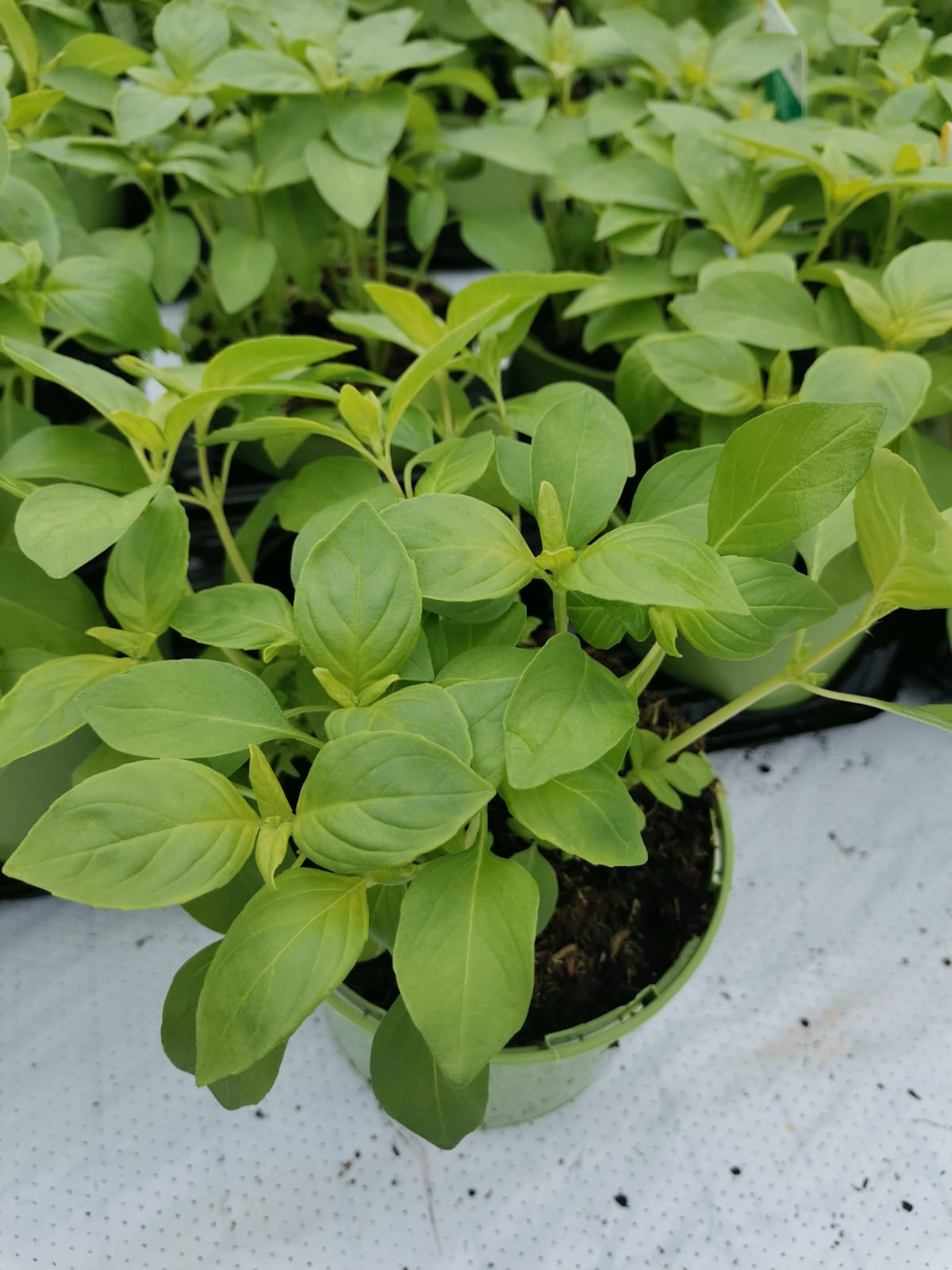 La Choletaise Horticulture • Basilic citron - La Choletaise Horticulture