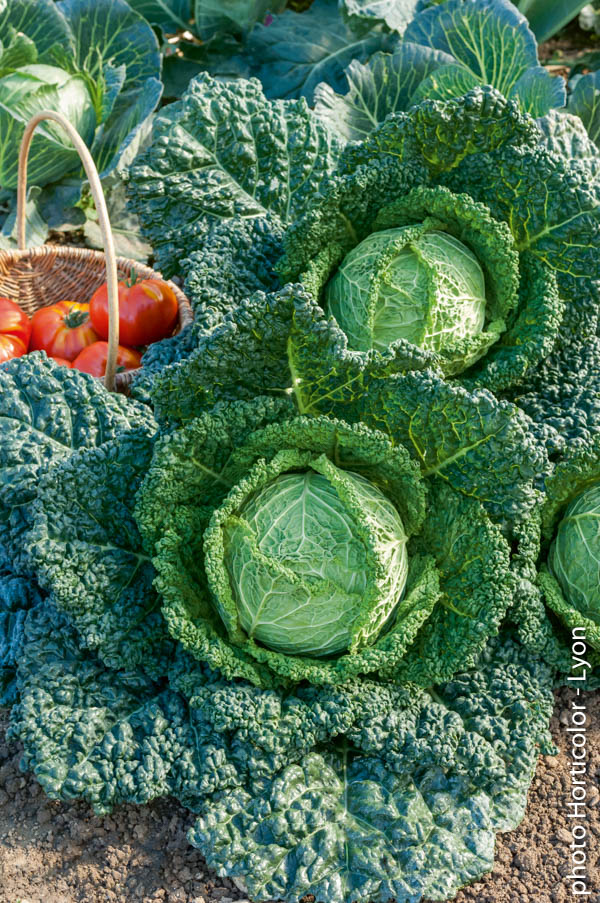 La Choletaise Horticulture • Chou de Milan Serpentine F1 - La ...