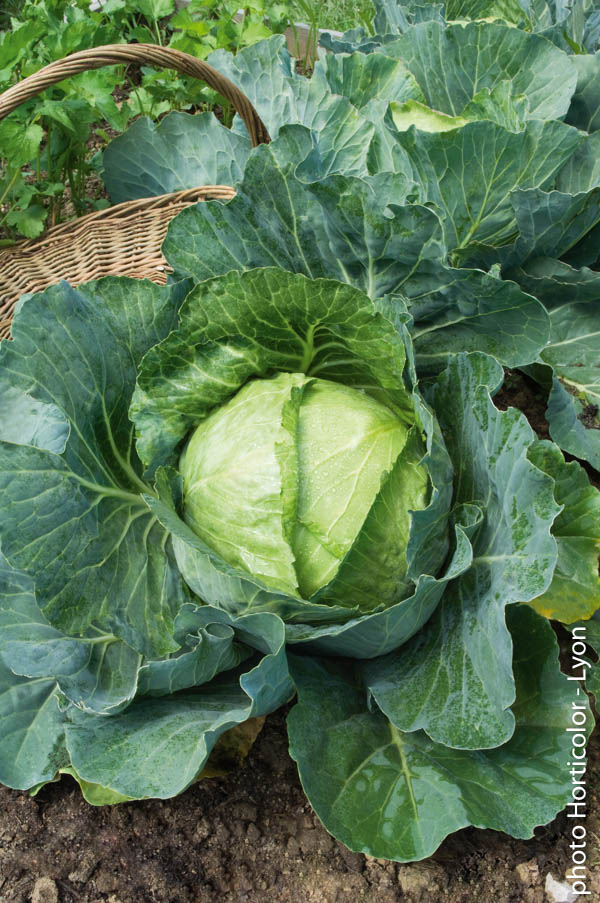 La Choletaise Horticulture • Chou cabus Brady F1 - La Choletaise ...