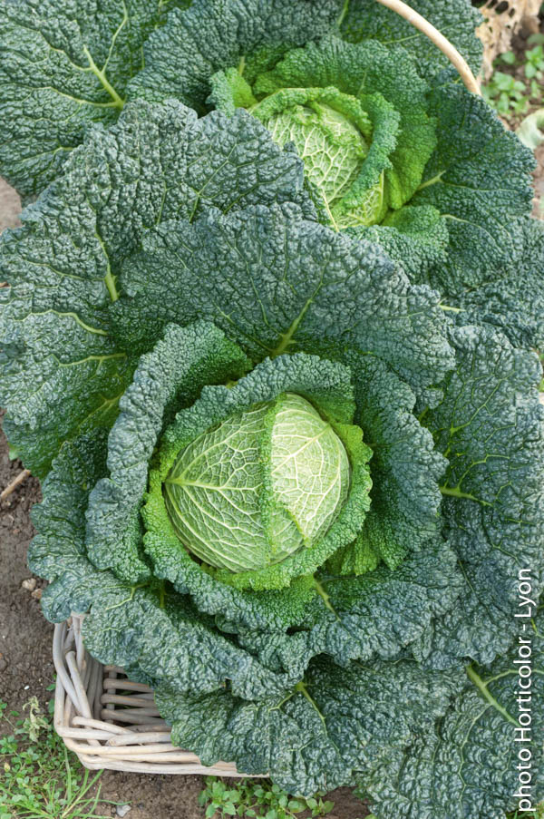 La Choletaise Horticulture • Chou de Milan Alaska F1 - La Choletaise ...