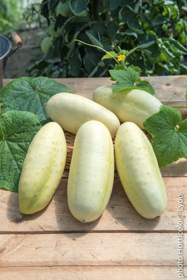 La Choletaise Horticulture • Concombre blanc long Parisien - La ...