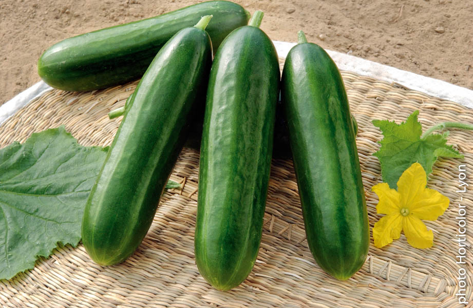 La Choletaise Horticulture • Concombre mini Rocky F1 - La Choletaise ...