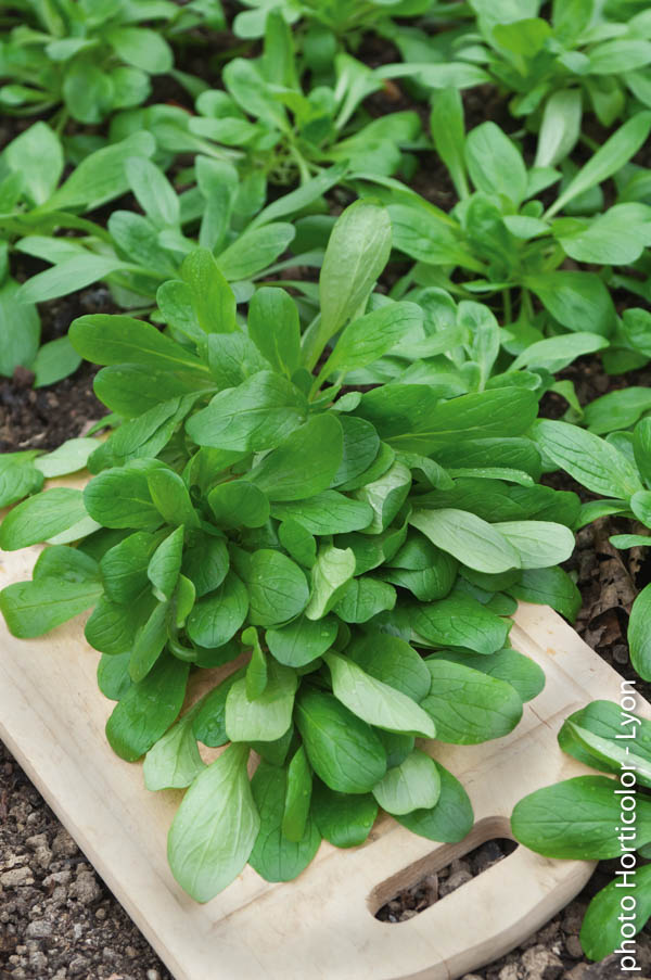 La Choletaise Horticulture • Mâche verte à grosses graines - La ...
