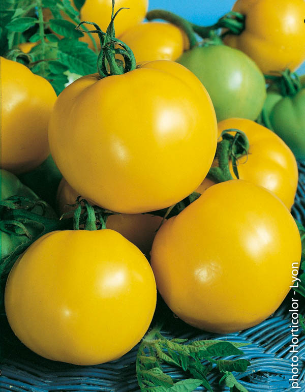 La Choletaise Horticulture • Tomate Lemon boy F1 - La Choletaise ...